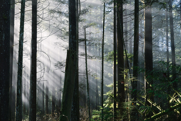Niki Pike Photography - How To Photograph Sun Rays
